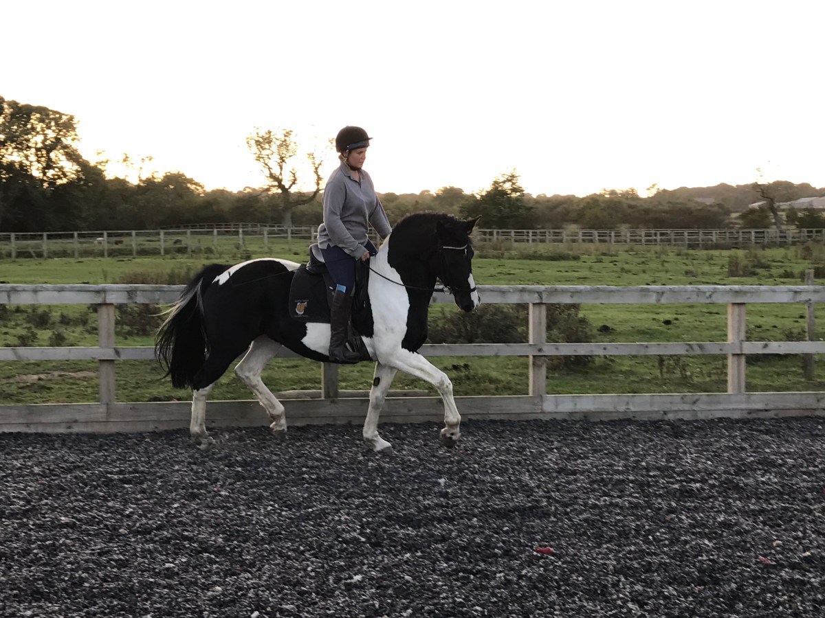For Sale – Islestone Stud
